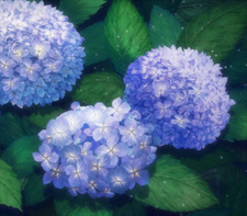 Hal - MyAnimeList.net