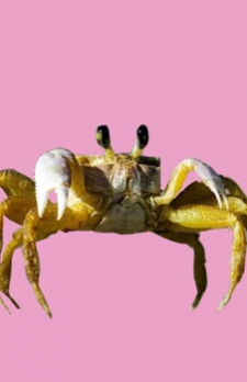 Chimamire Sukeban Chainsaw | Manga - MyAnimeList.net