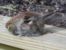 Kekkou Kamen - MyAnimeList.net