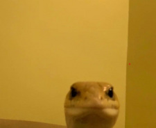 Shichinin no Nana - MyAnimeList.net