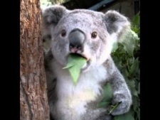 Ajin OVA - MyAnimeList.net