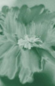 Bean Bandit - MyAnimeList.net